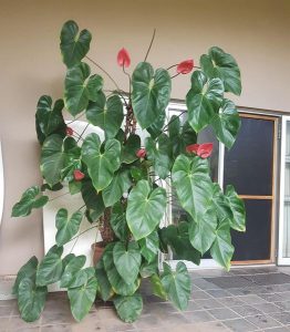 3 Easy Ways to Propagate Anthurium Plants – The DIY Desire