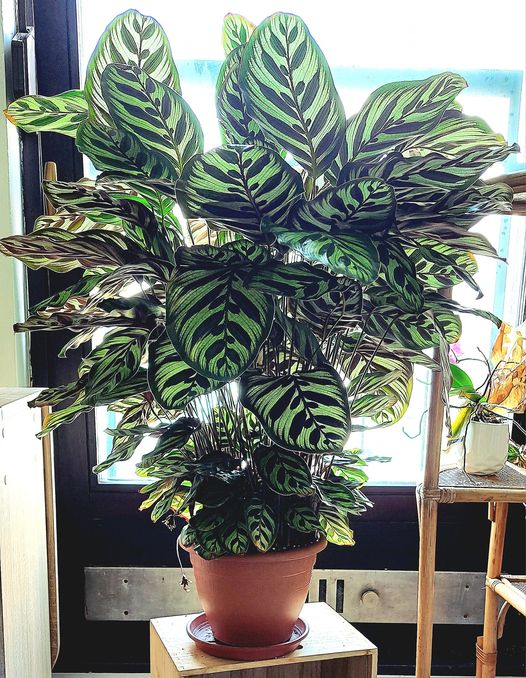 How to GROW and CARE for Calathea? – Your Motor Geek
