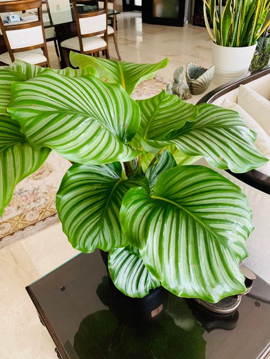 How to GROW and CARE for Calathea? – Your Motor Geek