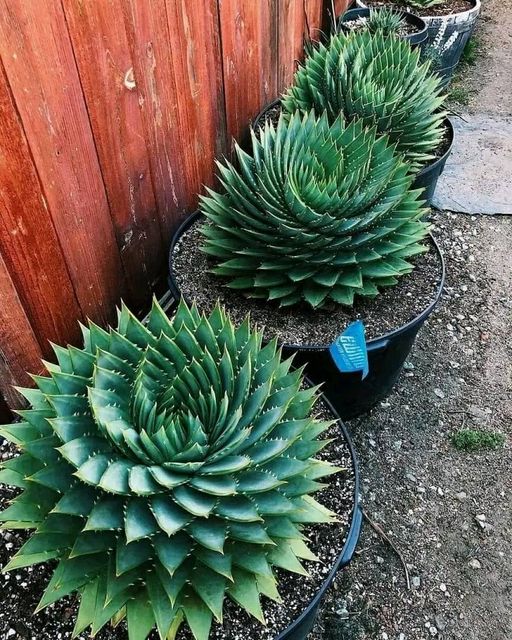 How to GROW and CARE for Spiral Aloe? – Your Motor Geek