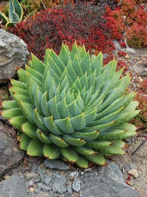 How to GROW and CARE for Spiral Aloe? – Your Motor Geek