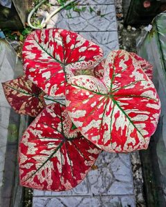 How to Grow Caladium Successfully: Avoid These 5 Common Mistakes – Your ...