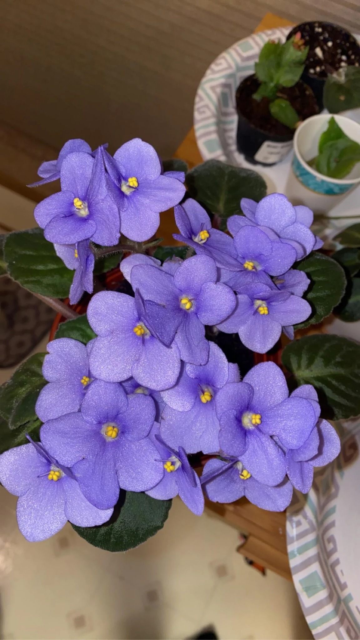 Do THIS to Bloom Your African Violets! – Your Motor Geek