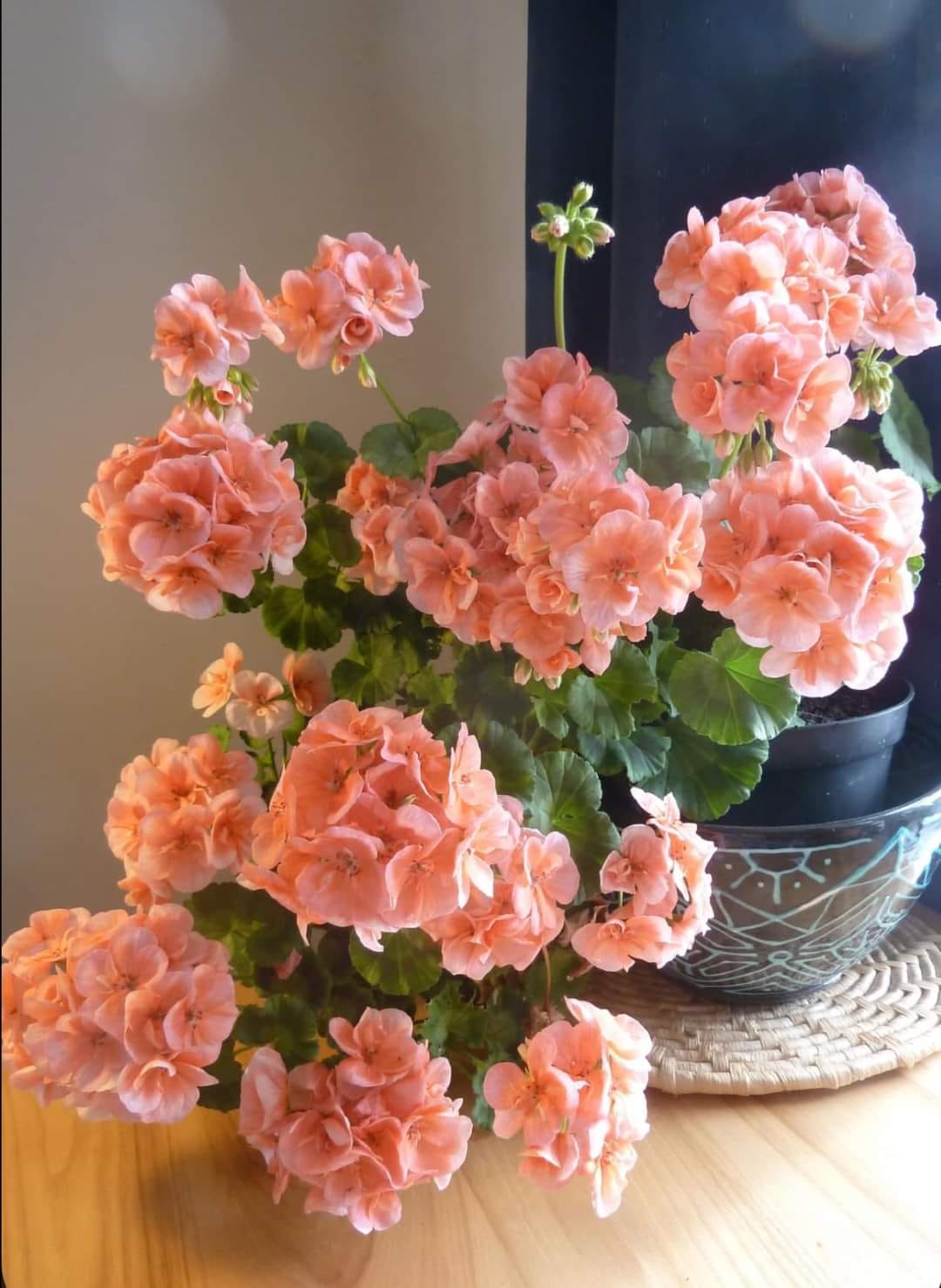 How to GROW and CARE for Geraniums? – The DIY Desire