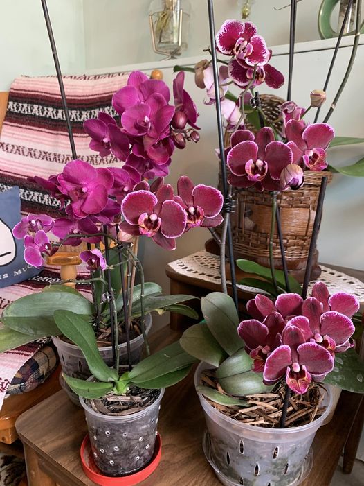 How to Get Your Orchid to Re-Bloom – Your Motor Geek