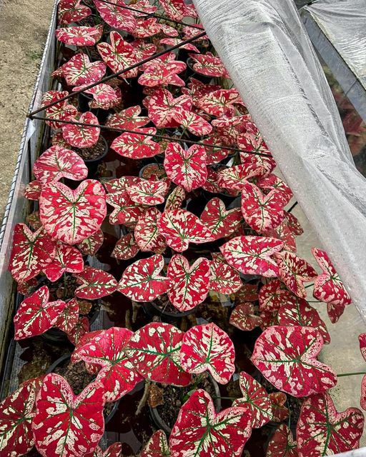 How to Grow Caladium Successfully: Avoid These 5 Common Mistakes – Your ...