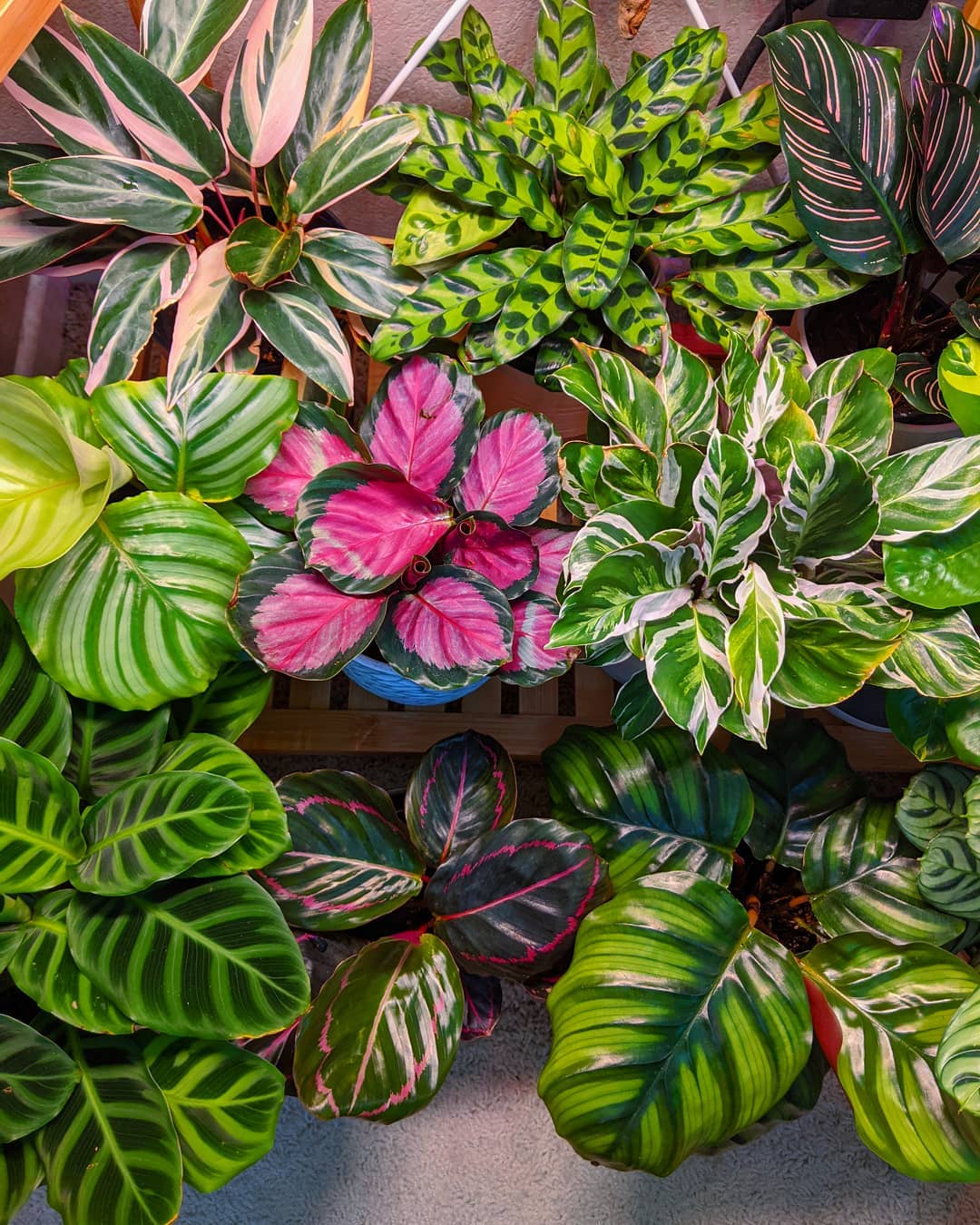7 Tips to Grow Your Houseplants Successfully – Your Motor Geek 7 Tips to Grow Your Houseplants Successfully – Your Motor Geek