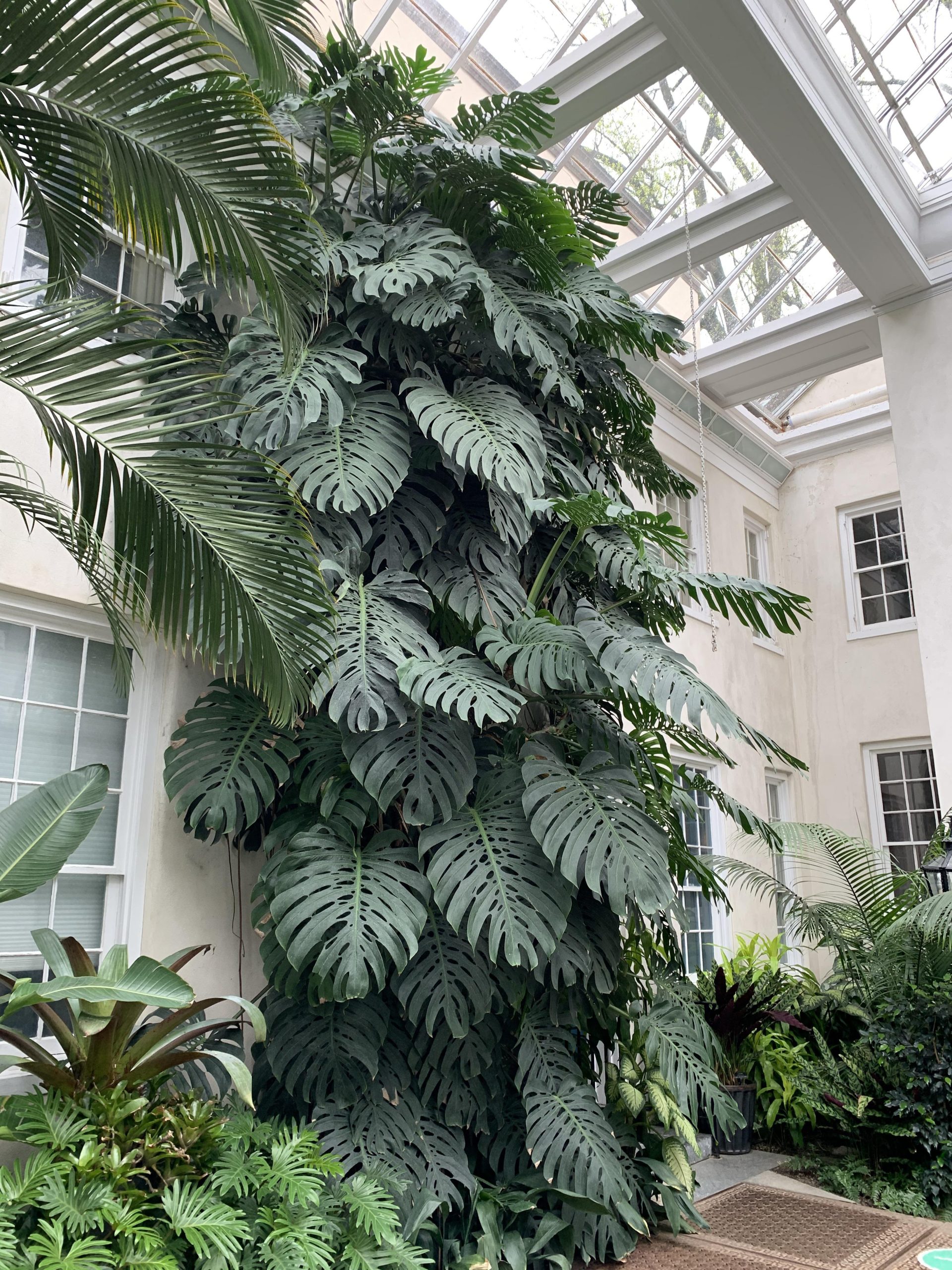 The Story of the World’s Oldest Monstera – Your Motor Geek