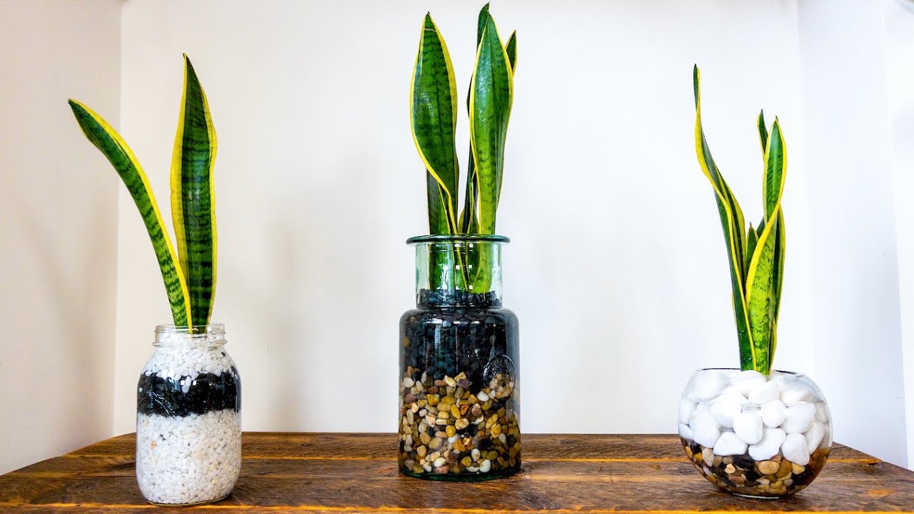 How to Propagate Snake Plant in WATER? – Your Motor Geek