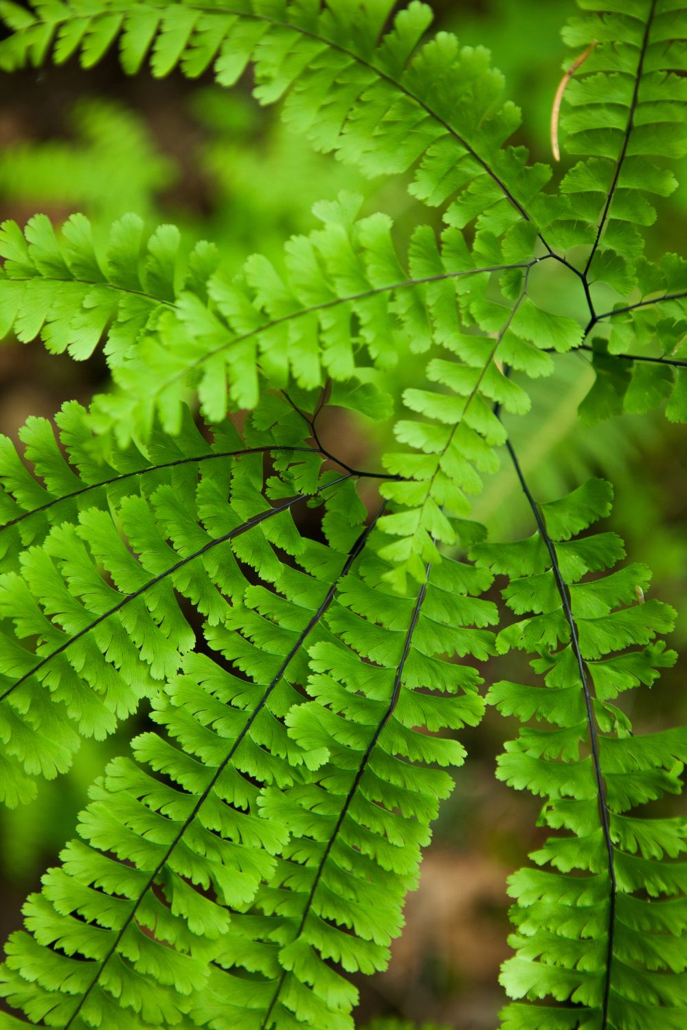 31 Low Light Indoor Plants – Your Motor Geek