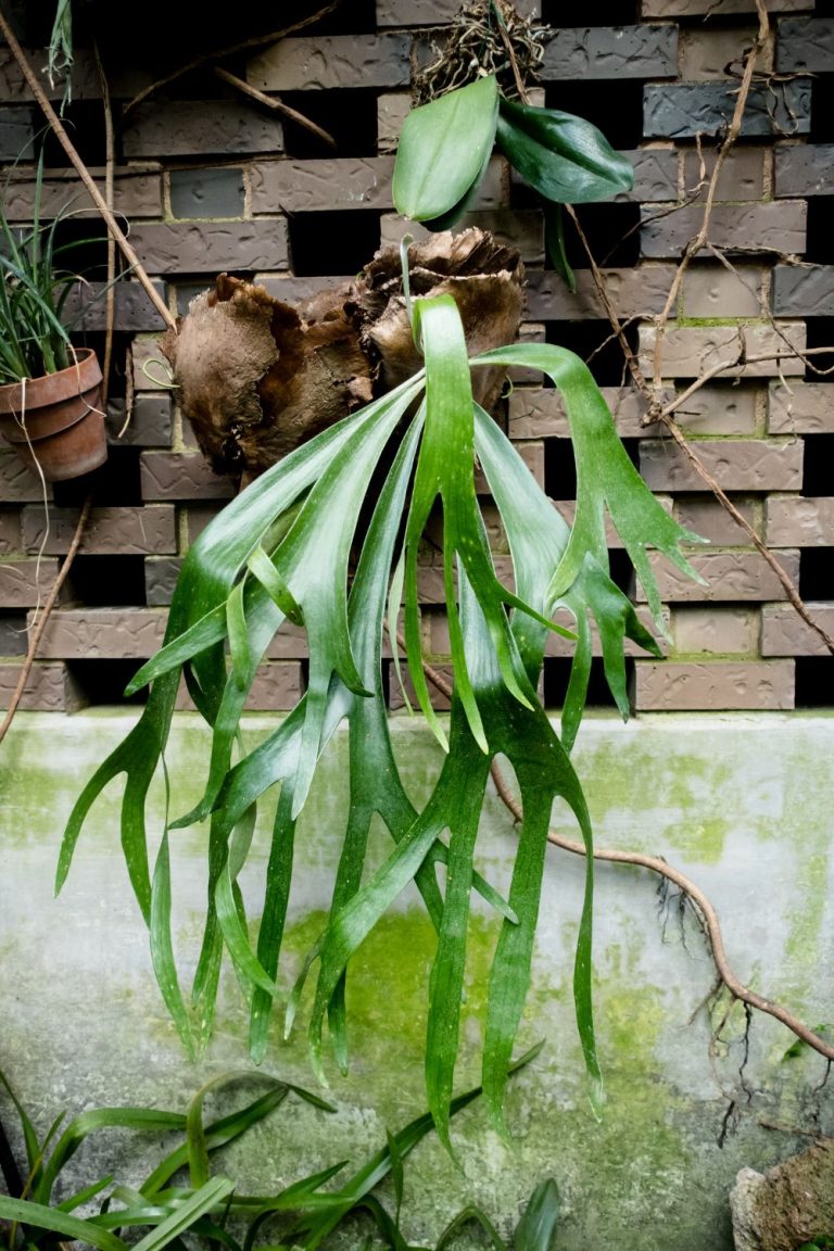 31 Low Light Indoor Plants – Your Motor Geek